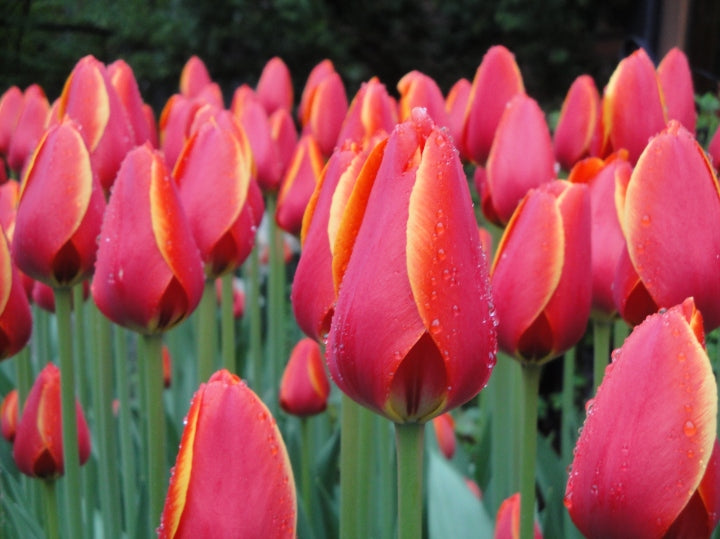 Darwin Hybrid Tulips – Flowerbulbsrus.com