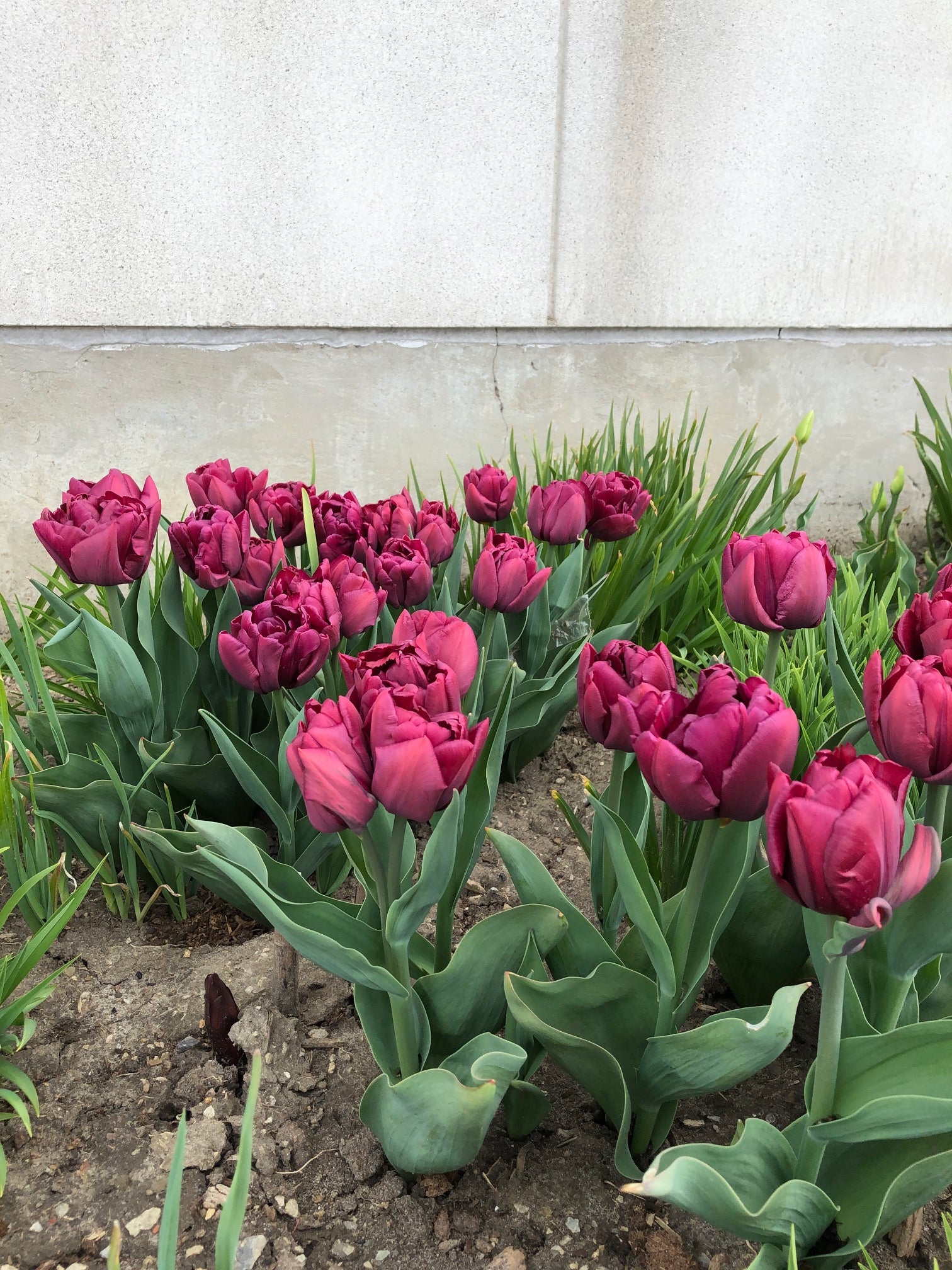 Double Early Tulips – Flowerbulbsrus.com