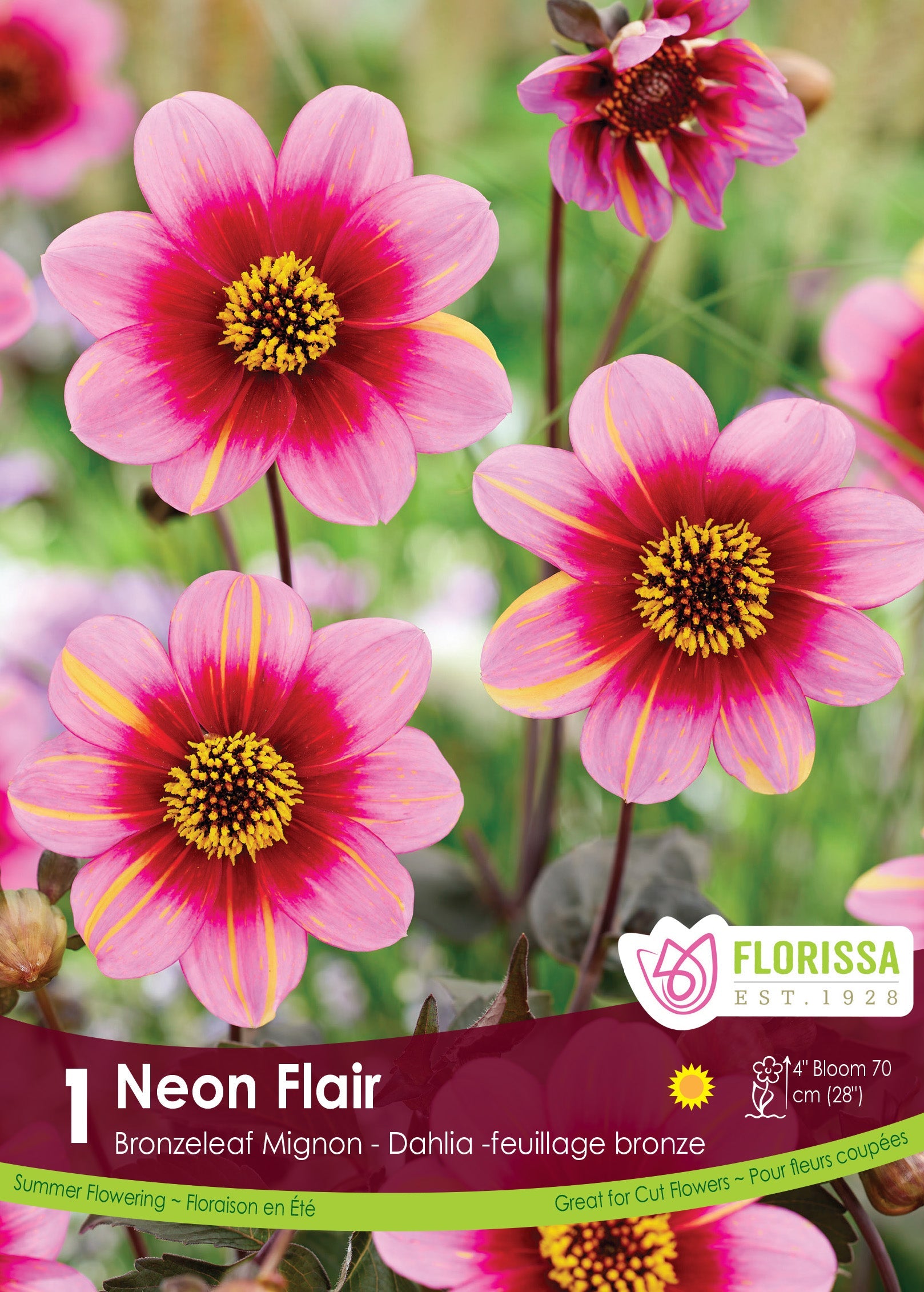 MIGNON DAHLIAS – Flowerbulbsrus.com