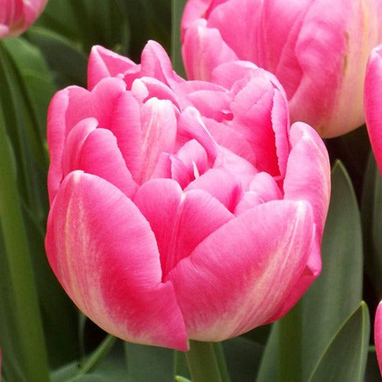Double Late Tulips – Flowerbulbsrus.com