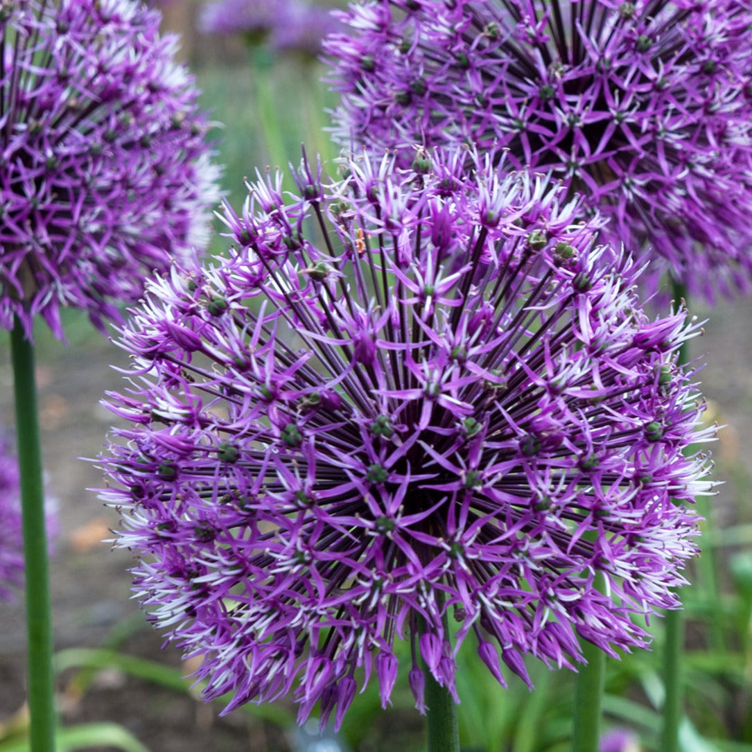 Allium Early Emperor 5 bulbs per package per – Flowerbulbsrus.com