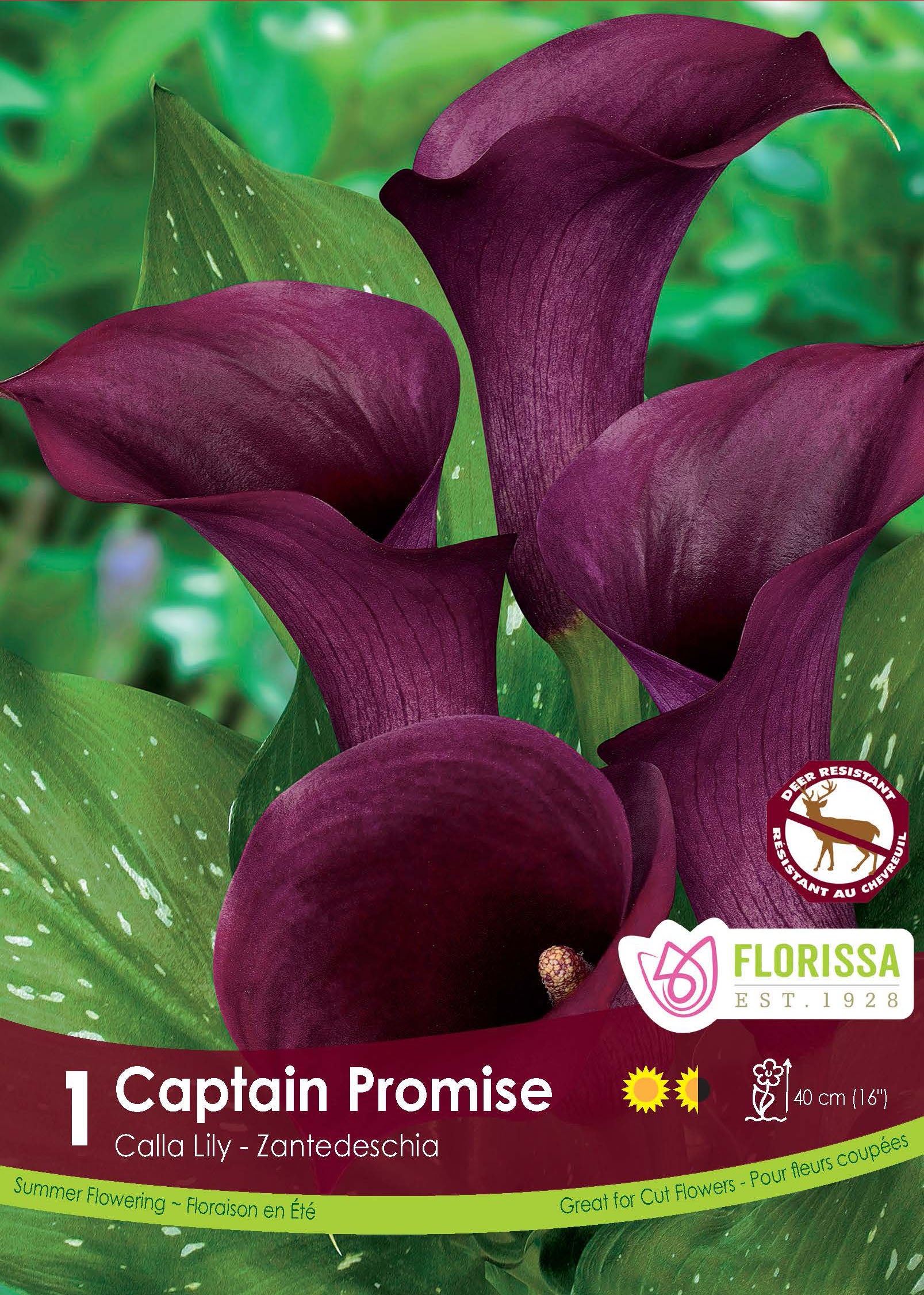 Calla Lily Captian Promise – Flowerbulbsrus.com