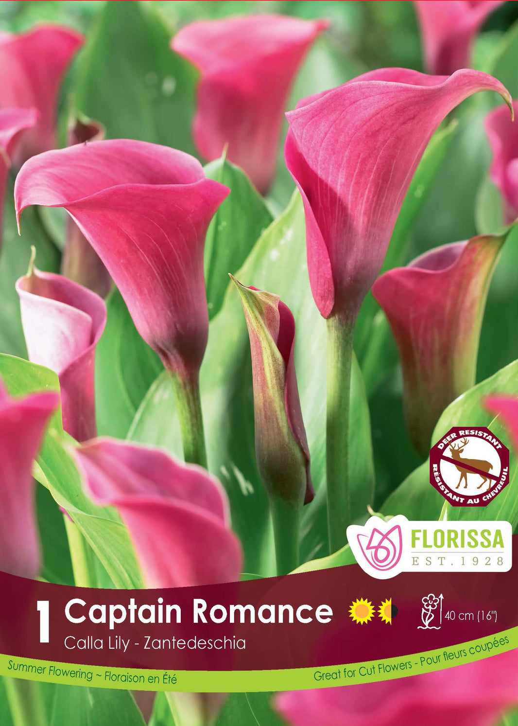 NEW 2026 Spring Planting Bulbs – Flowerbulbsrus.com
