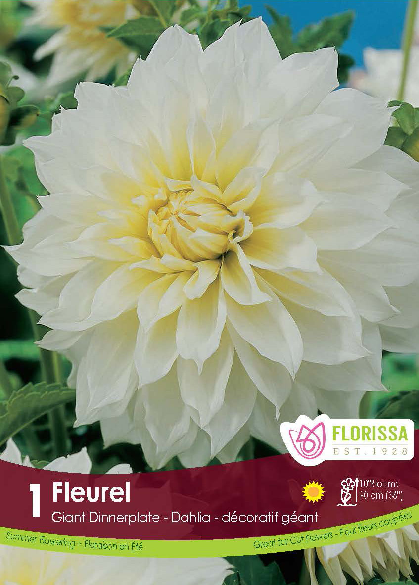 Dahlia Dinnerplate Fleurel – Flowerbulbsrus.com