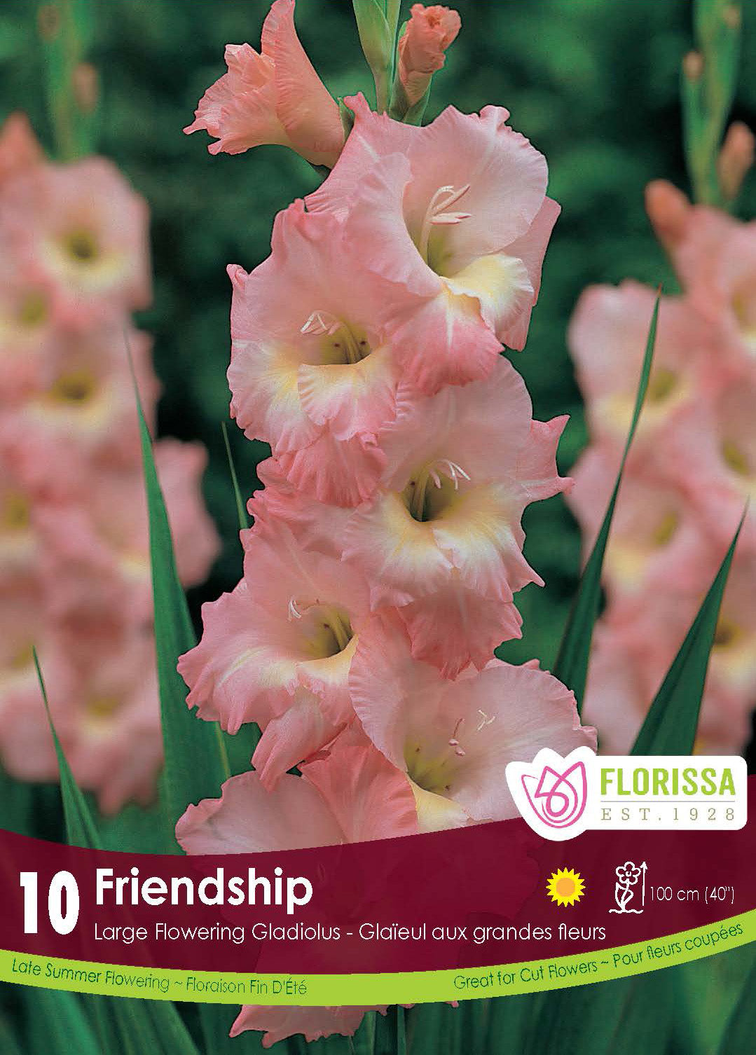 Gladiolus Friendship – Flowerbulbsrus.com