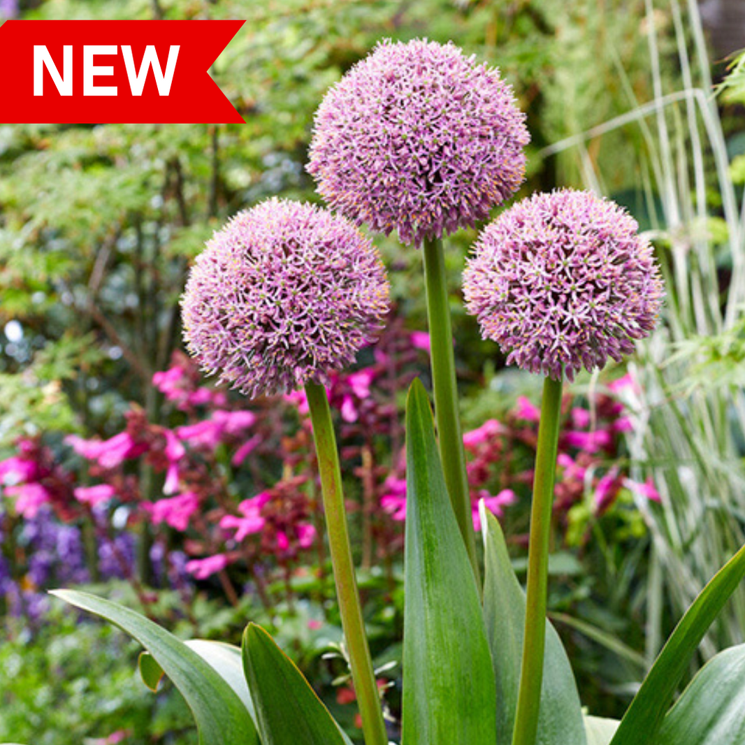 Great Value, Top-quality, Top-size, Dutch Flower Bulbs – Flowerbulbsrus.com