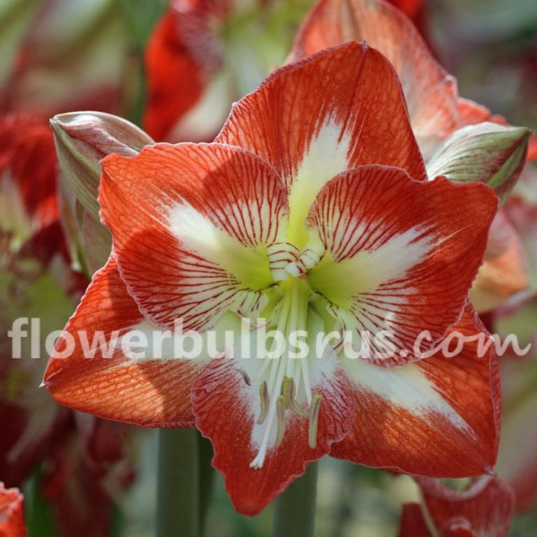 Amaryllis Minerva 1 per package – Flowerbulbsrus.com